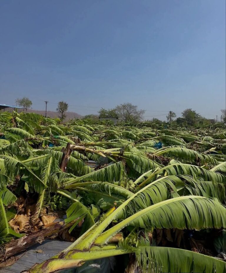 Cameroun : les premières pluies arrivent… mais la prudence reste de ...